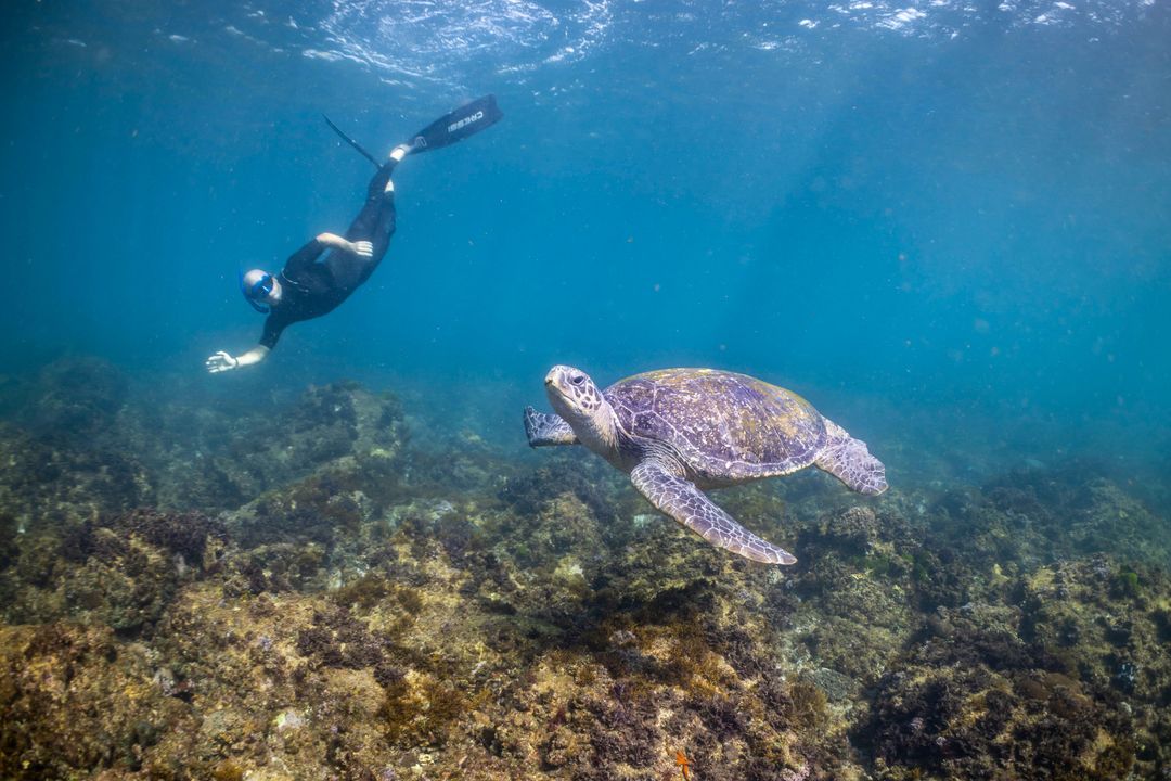 Blue Seafaris | Gold Coast Turtle tour