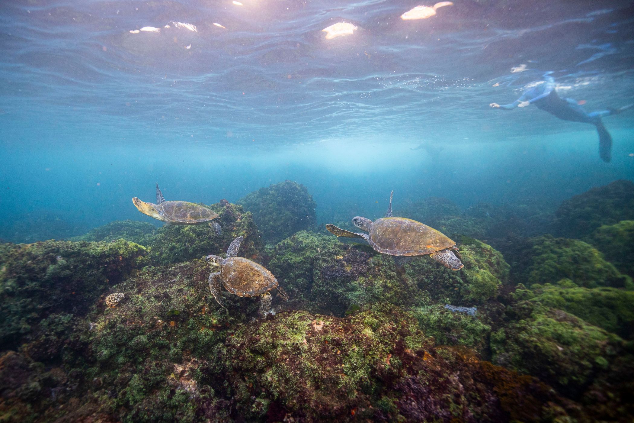 Blue Seafaris | Gold Coast Turtle tour